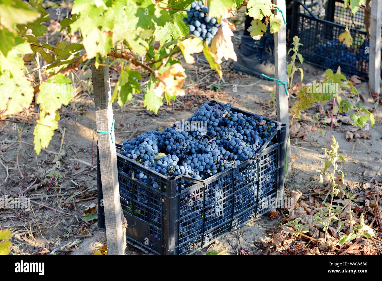 grape harvest on october Stock Photo - Alamy