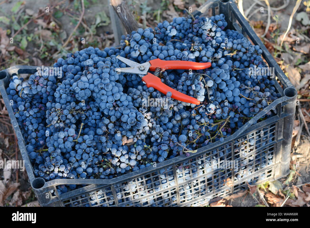 grape harvest on october Stock Photo - Alamy