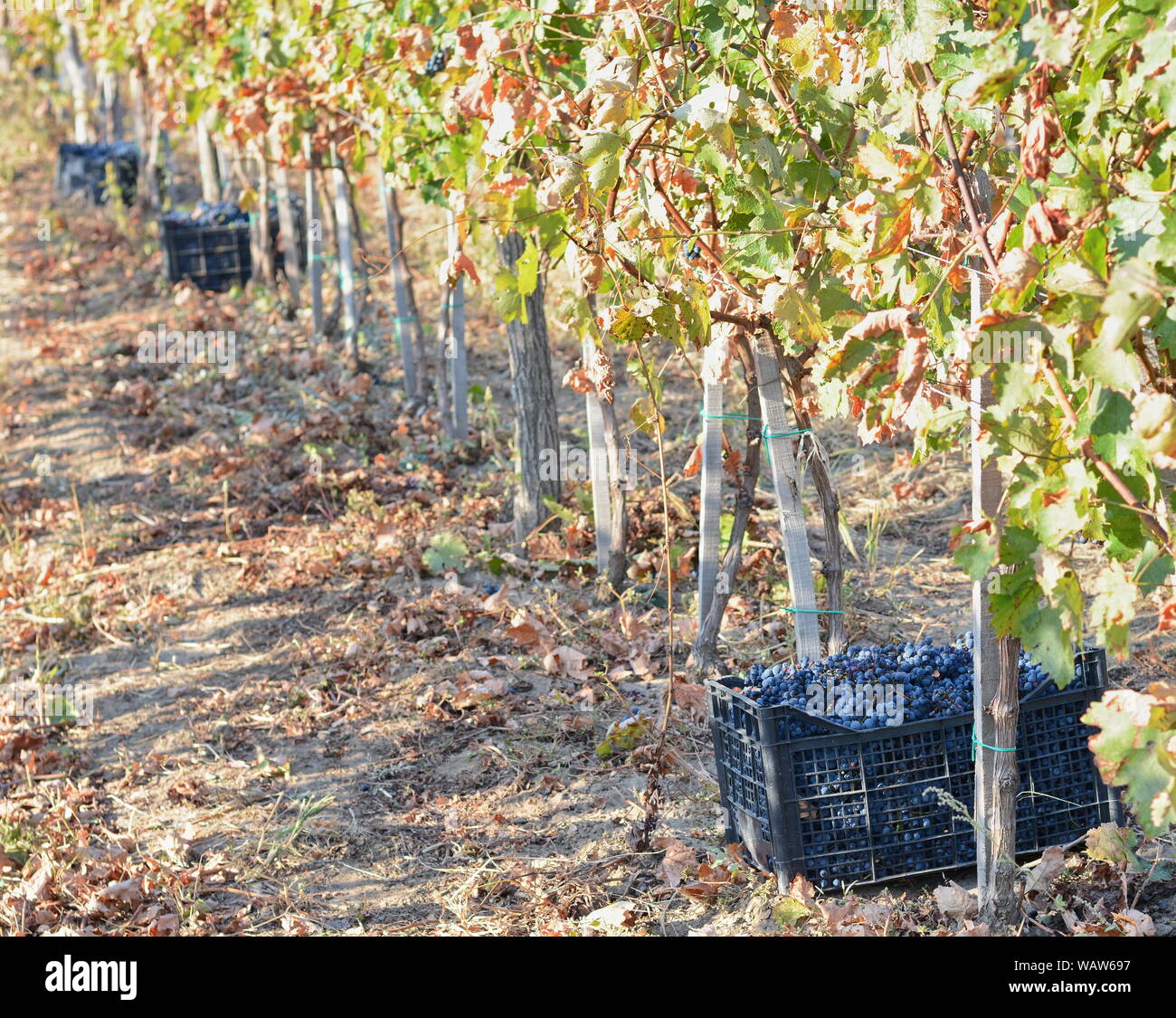 grape harvest on october Stock Photo - Alamy