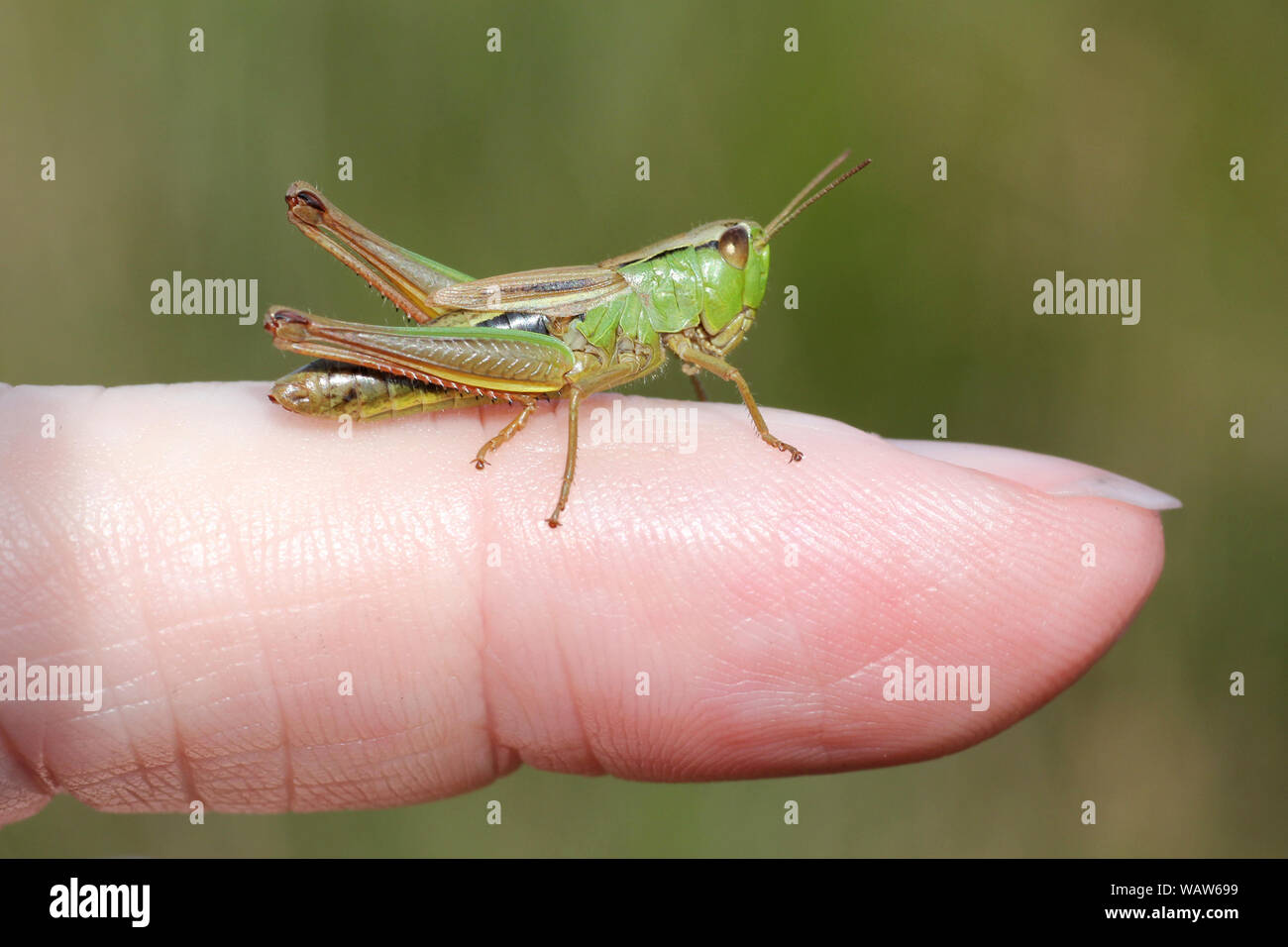 Meadow Grasshopper Chorthippus parallelus On Finger Stock Photo - Alamy