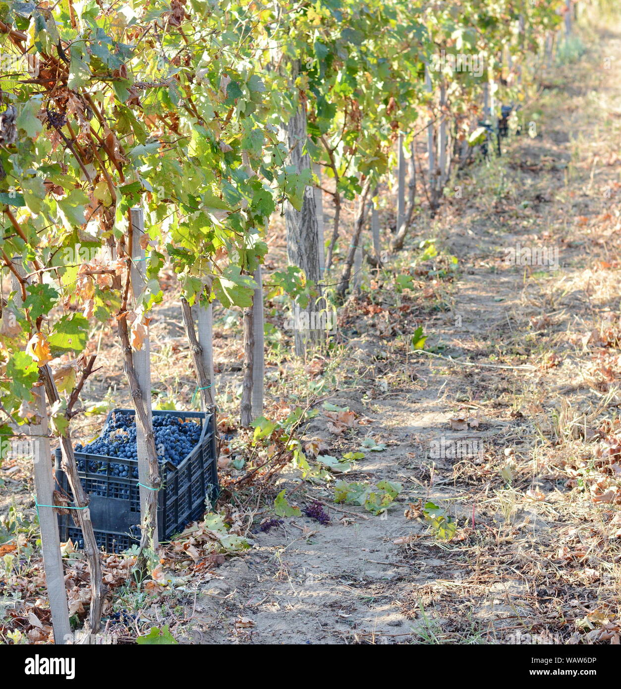grape harvest on october Stock Photo - Alamy