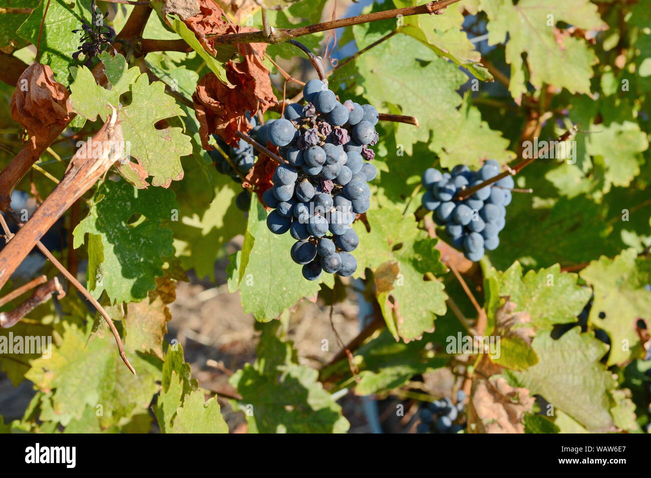 grape harvest on october Stock Photo - Alamy