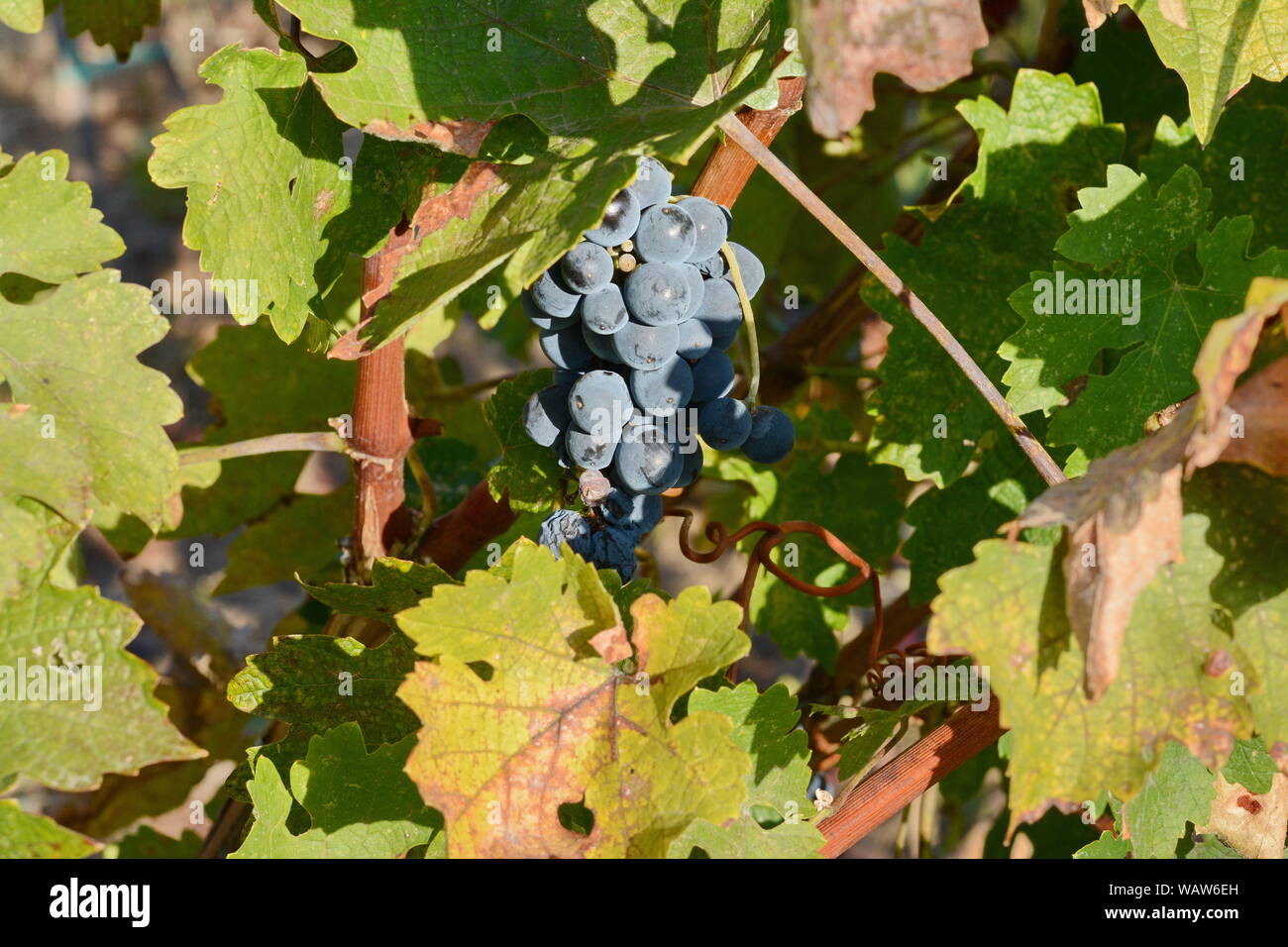 grape harvest on october Stock Photo - Alamy