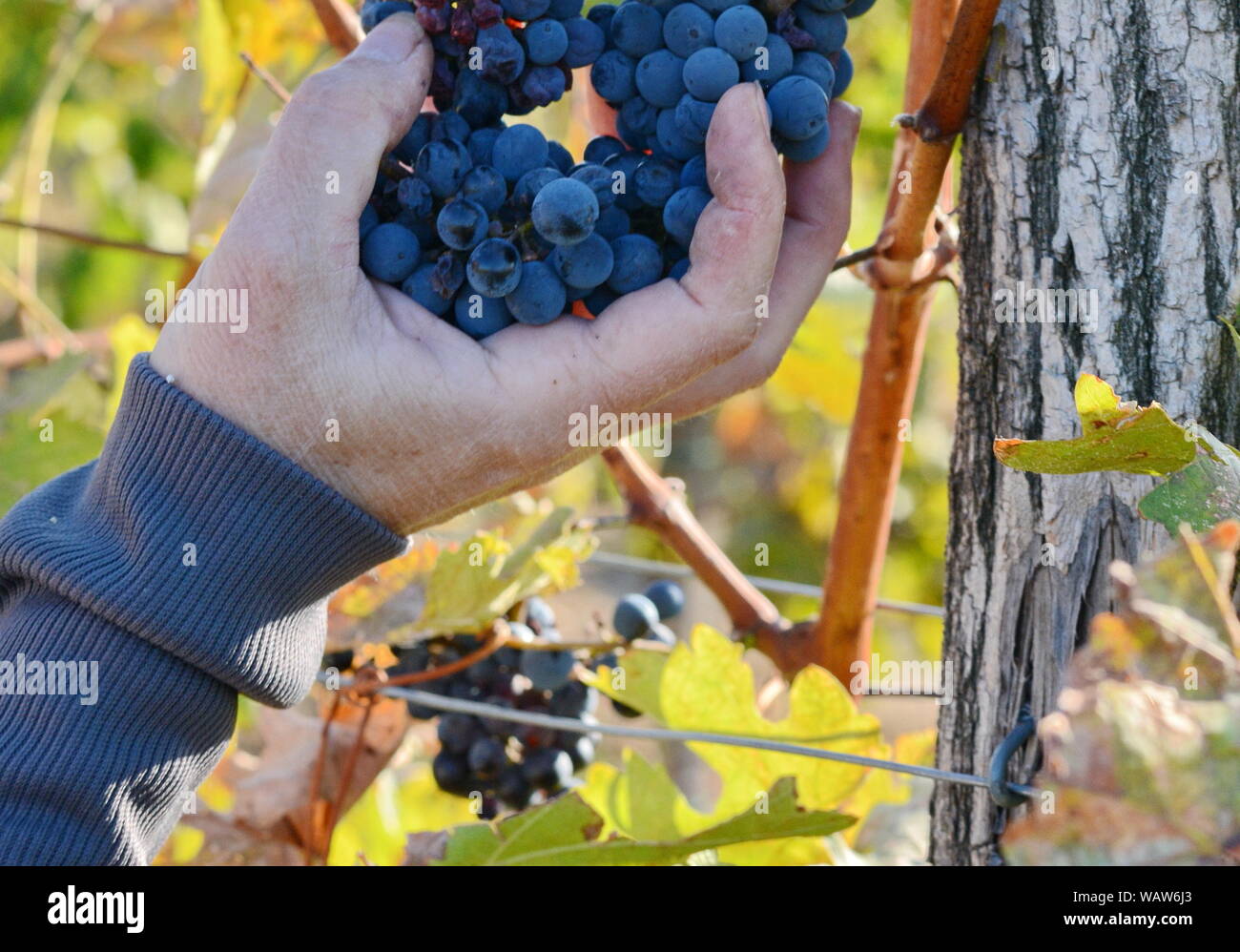 grape harvest on october Stock Photo - Alamy