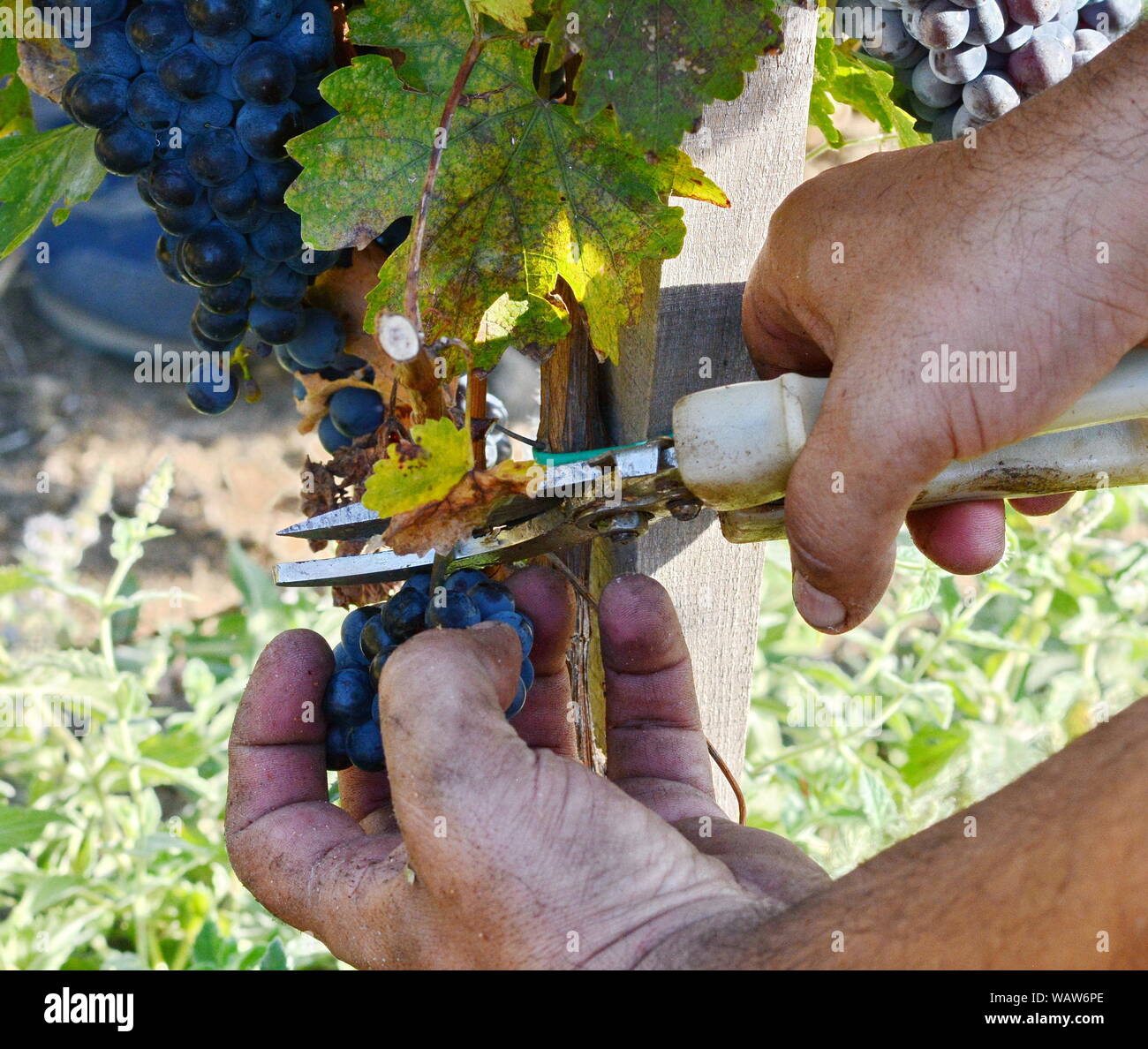 grape harvest on october Stock Photo - Alamy