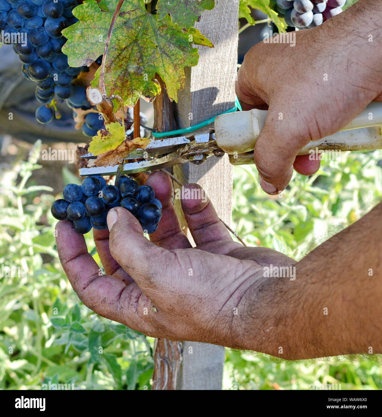 grape harvest on october Stock Photo - Alamy