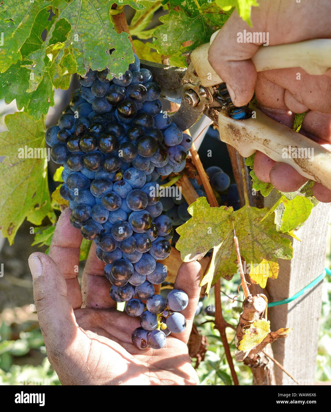 grape harvest on october Stock Photo - Alamy