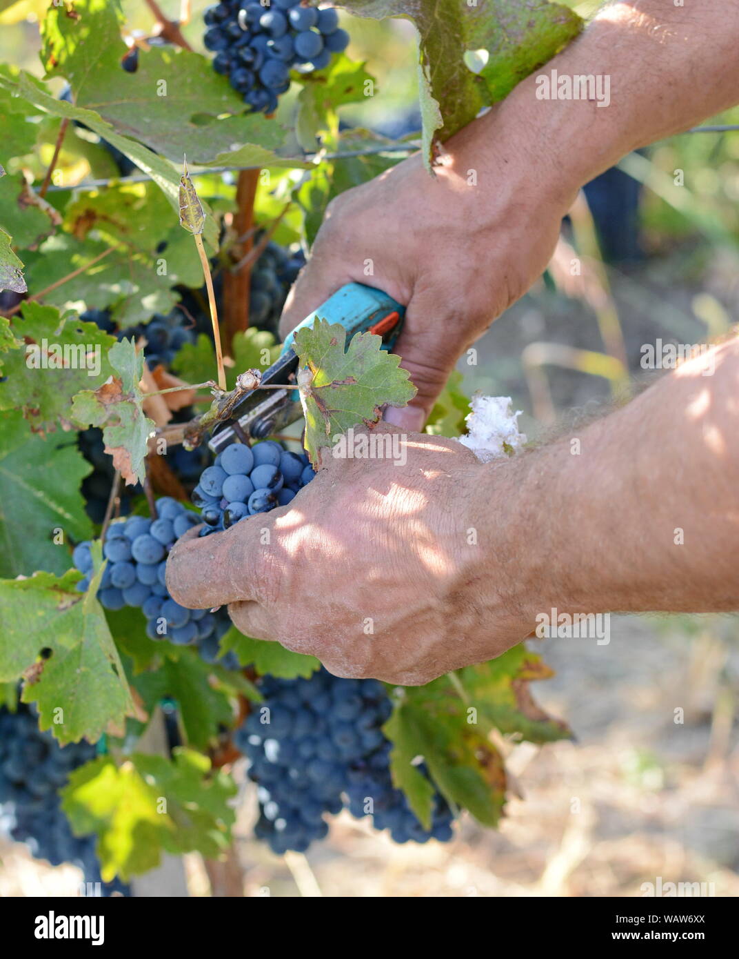 grape harvest on october Stock Photo - Alamy