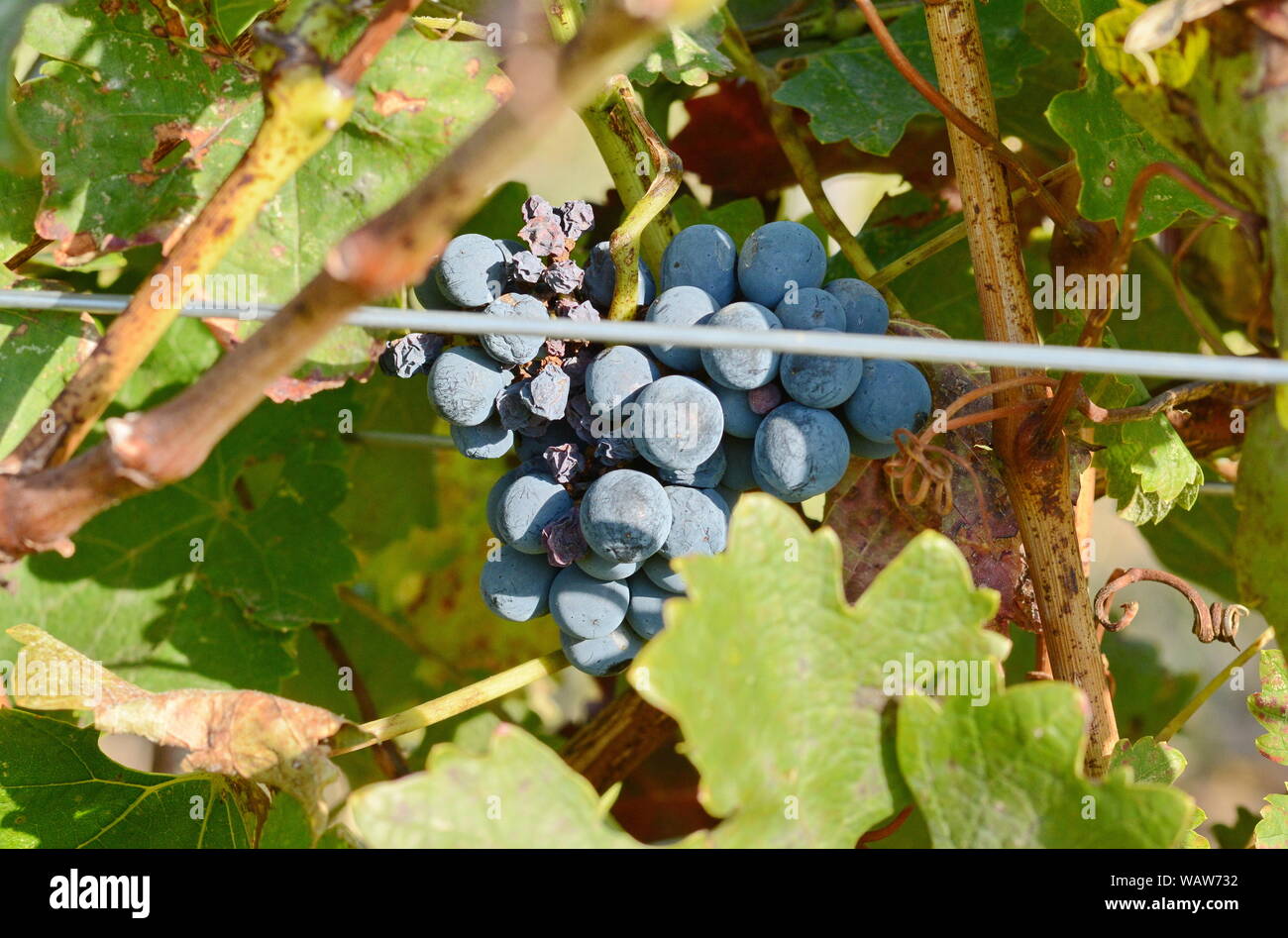 grape harvest on october Stock Photo - Alamy