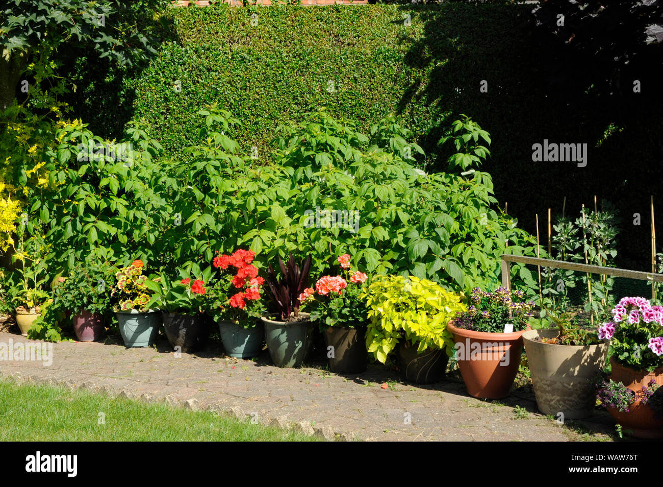 Group plants hi-res stock photography and images - Alamy