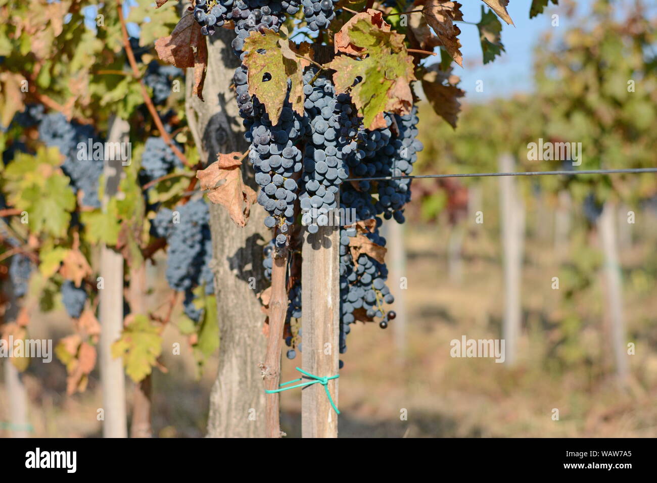grape harvest on october Stock Photo - Alamy