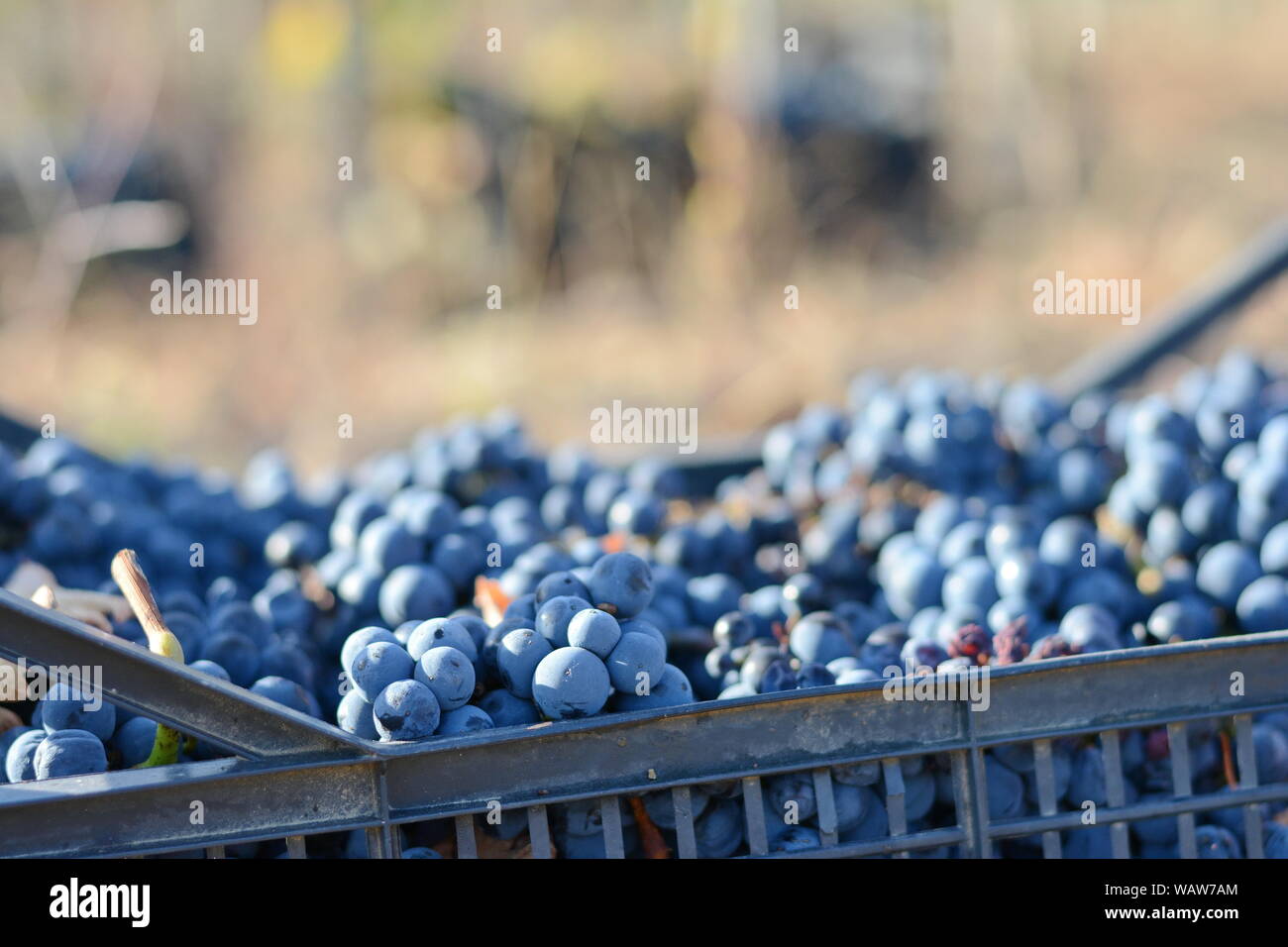 grape harvest on october Stock Photo - Alamy