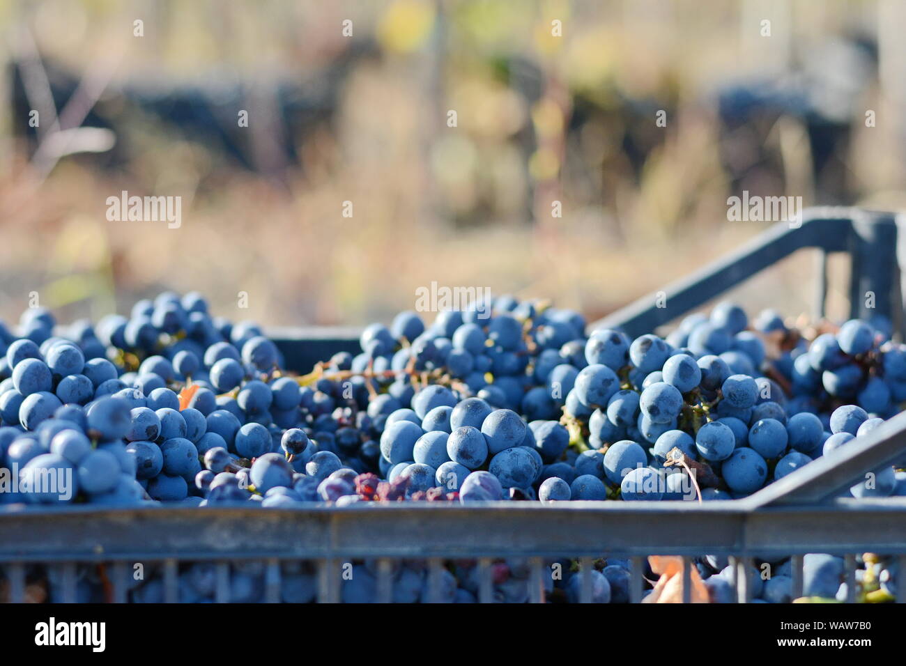 grape harvest on october Stock Photo - Alamy