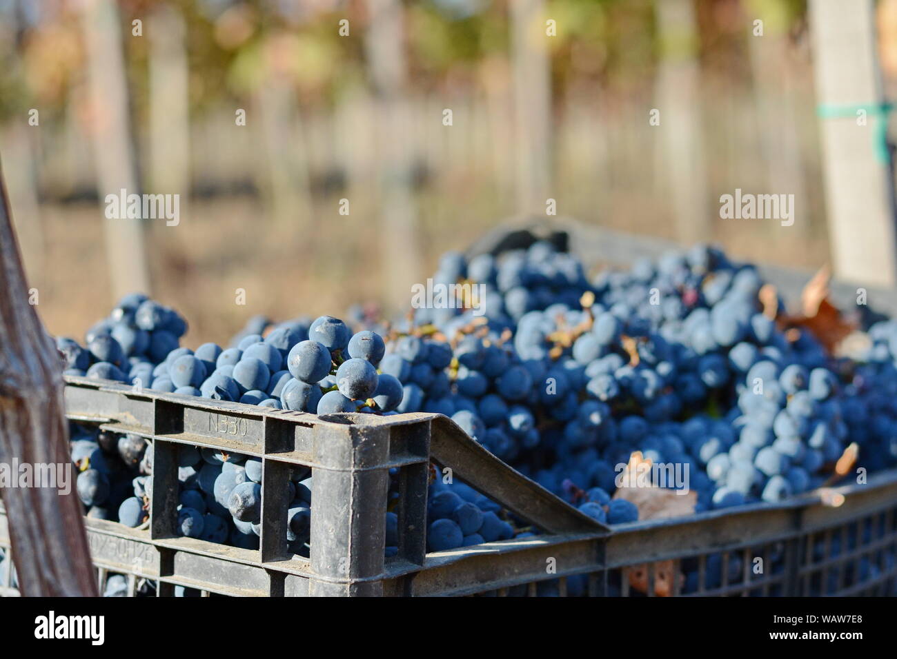 grape harvest on october Stock Photo - Alamy
