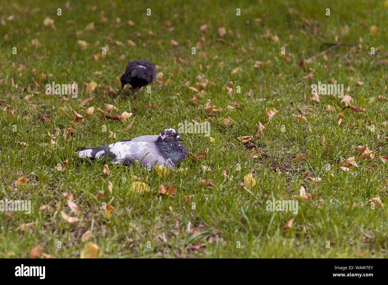 Birds wild animals outdoor leaves wild animals hi-res stock photography ...