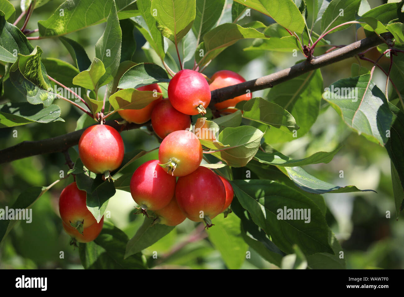 Paradise apple tree hi-res stock photography and images - Alamy