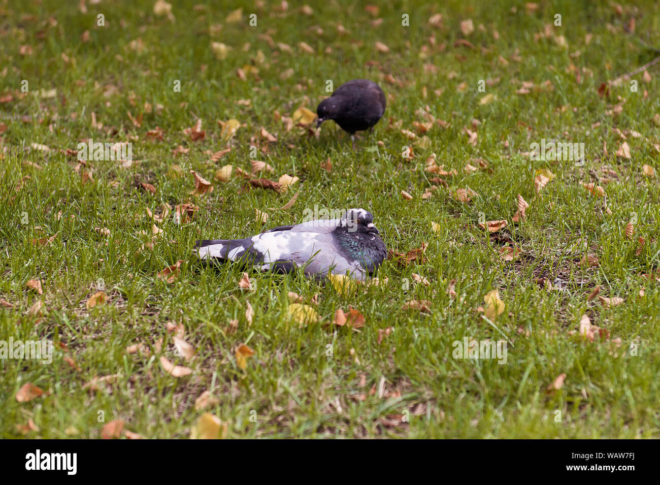 Beautiful pigeon laying on the grass covered with golden and yellow ...