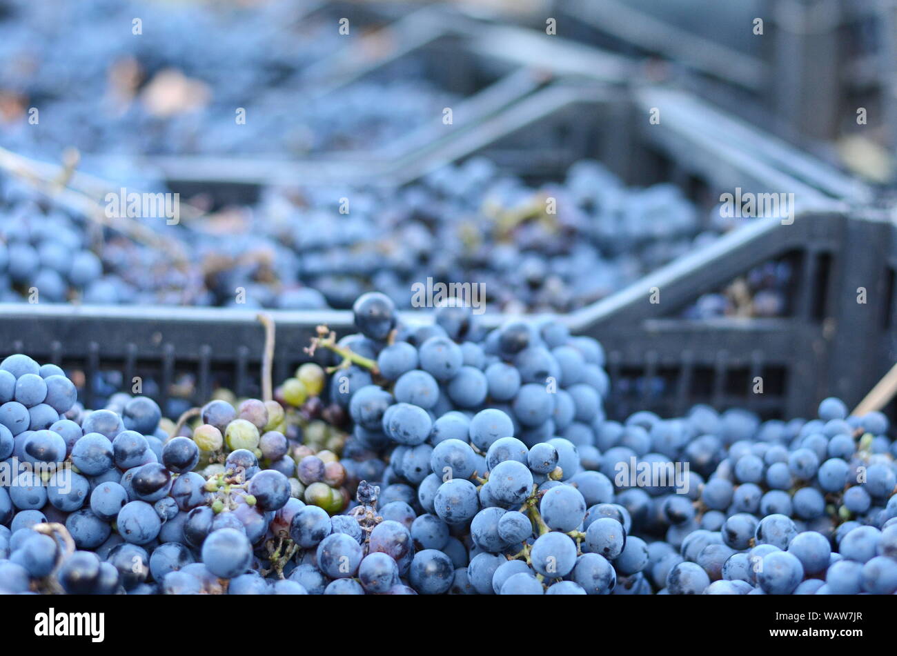 grape harvest on october Stock Photo - Alamy