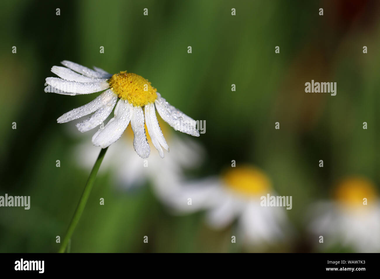 Chamomile daisy plant hi-res stock photography and images - Alamy