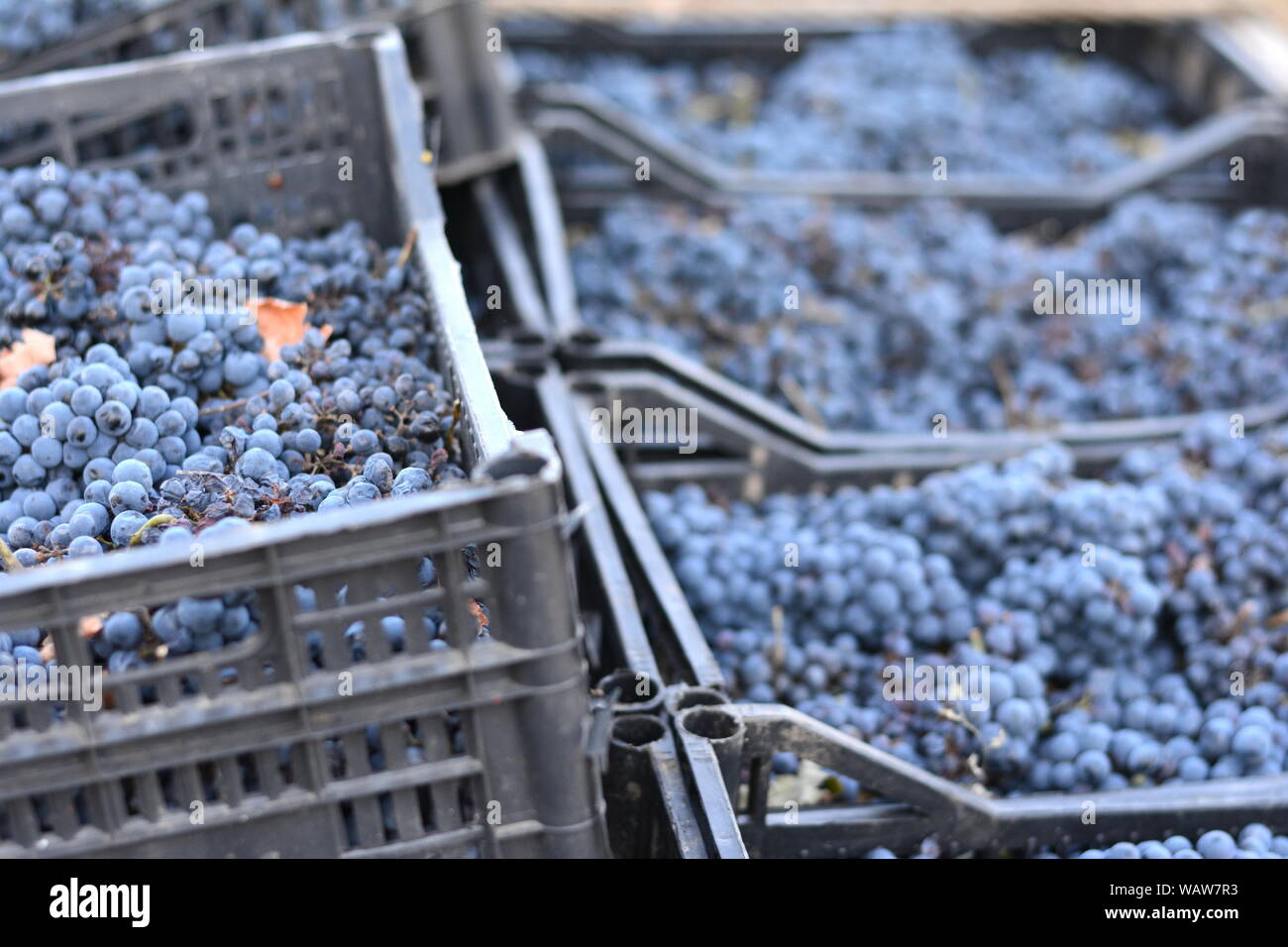 grape harvest on october Stock Photo - Alamy