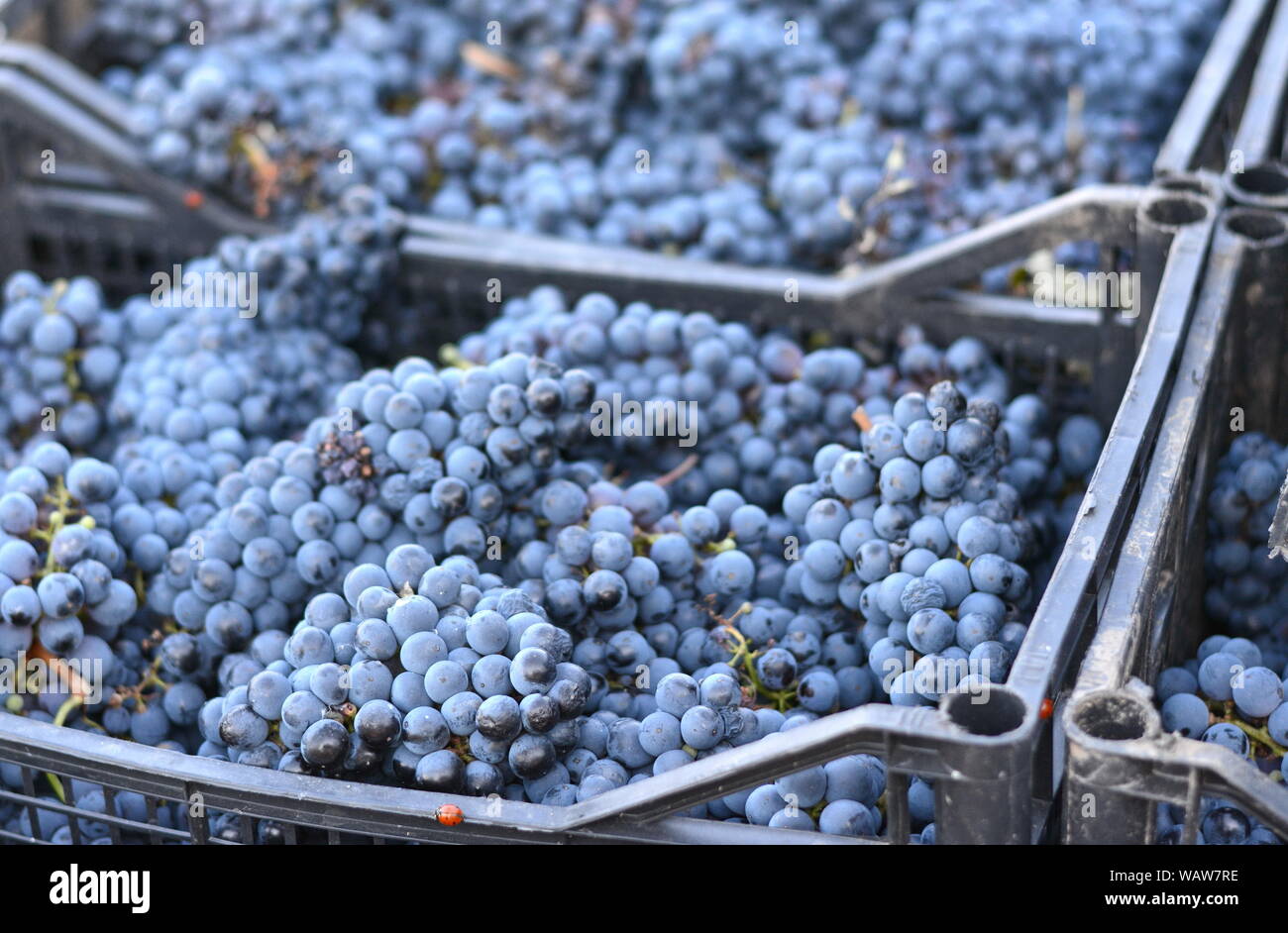grape harvest on october Stock Photo - Alamy