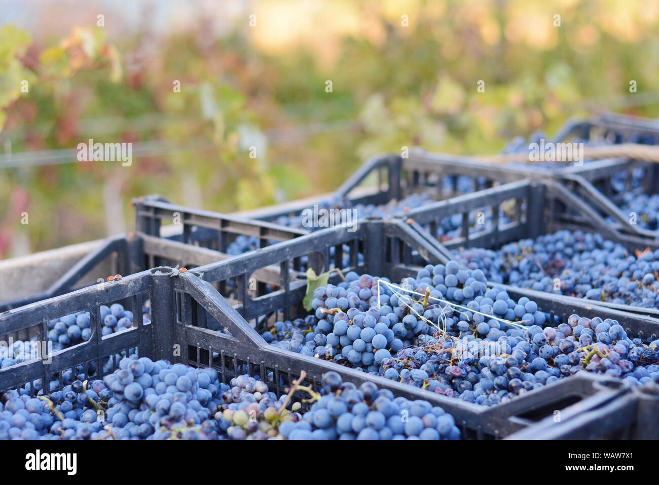 grape harvest on october Stock Photo - Alamy