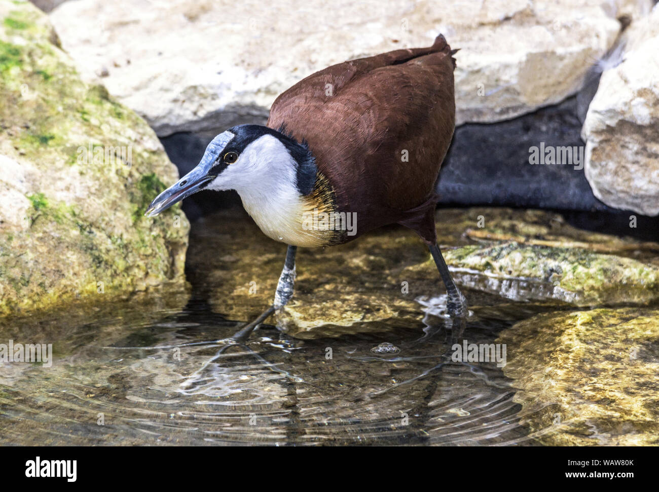 Lily trotter hi-res stock photography and images - Alamy