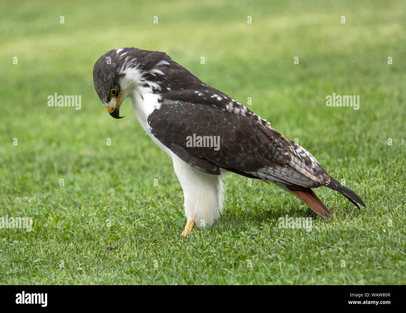 African Birds Of Prey