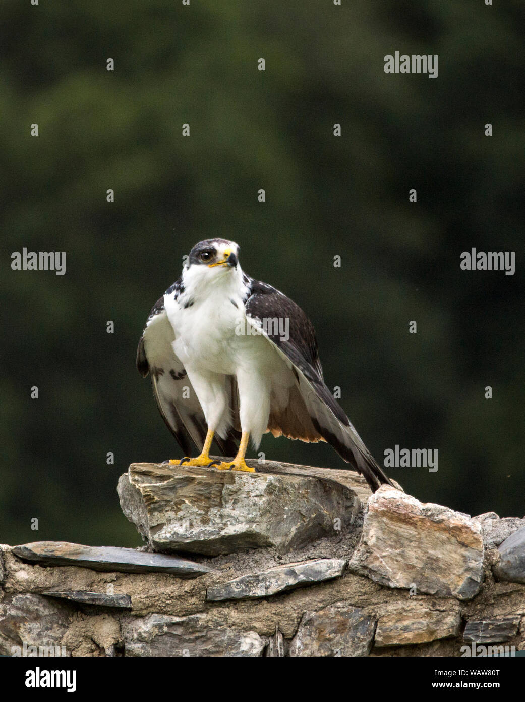 African Birds Of Prey