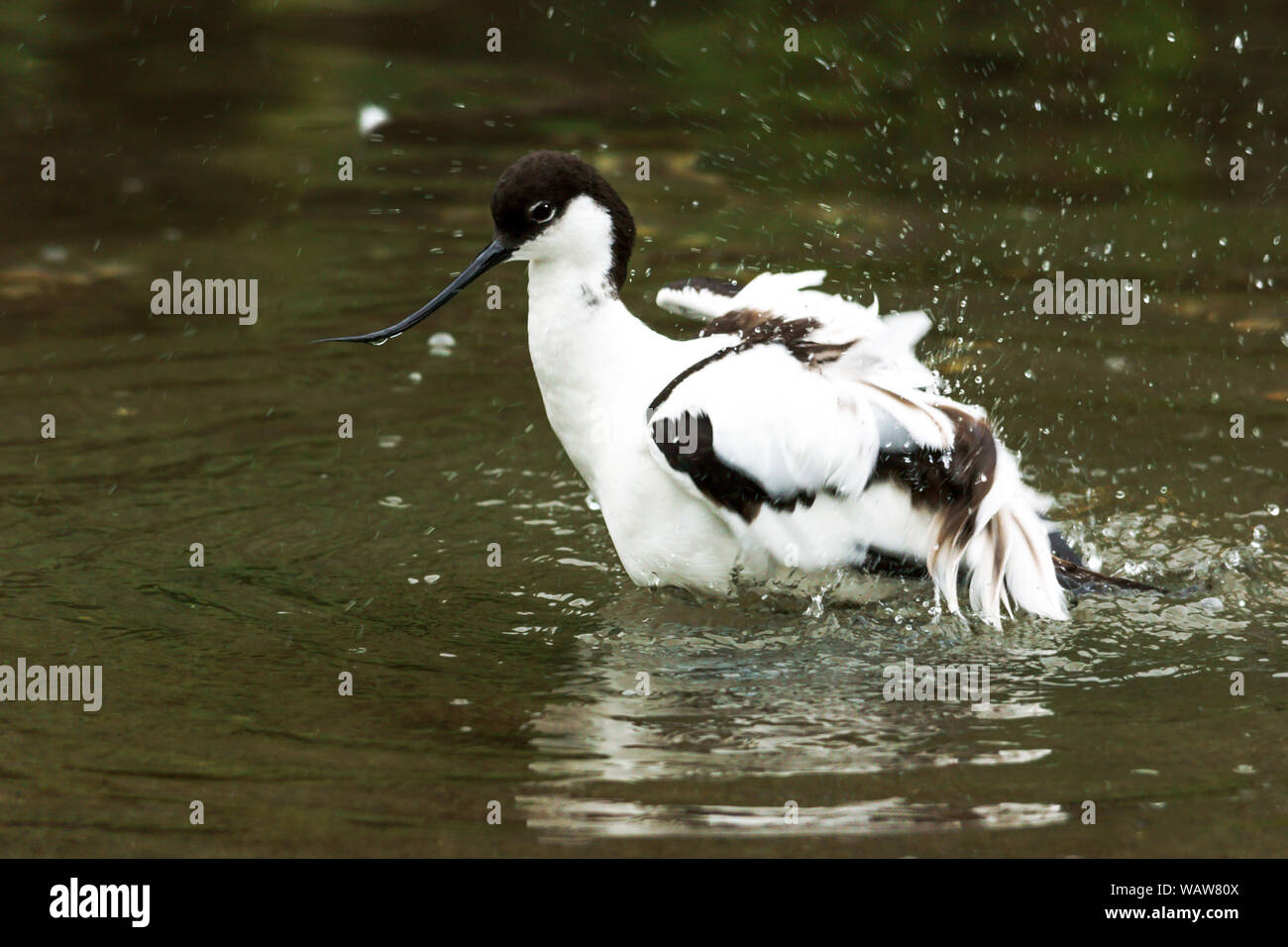 Avocet (Recurvirostra avosetta) Adult bathing Stock Photo - Alamy