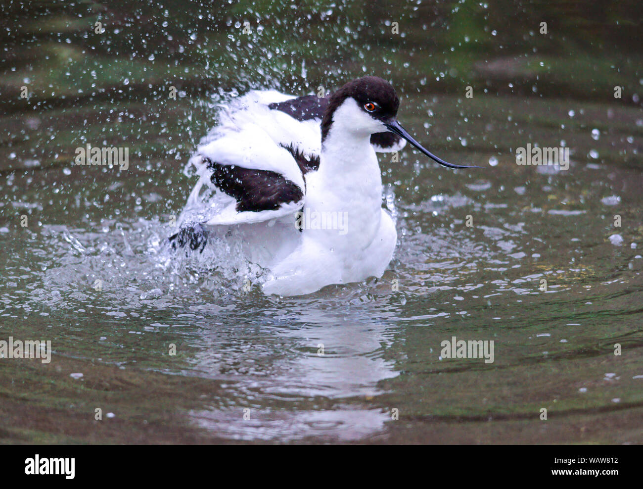 Indian dinosaurs hi-res stock photography and images - Alamy