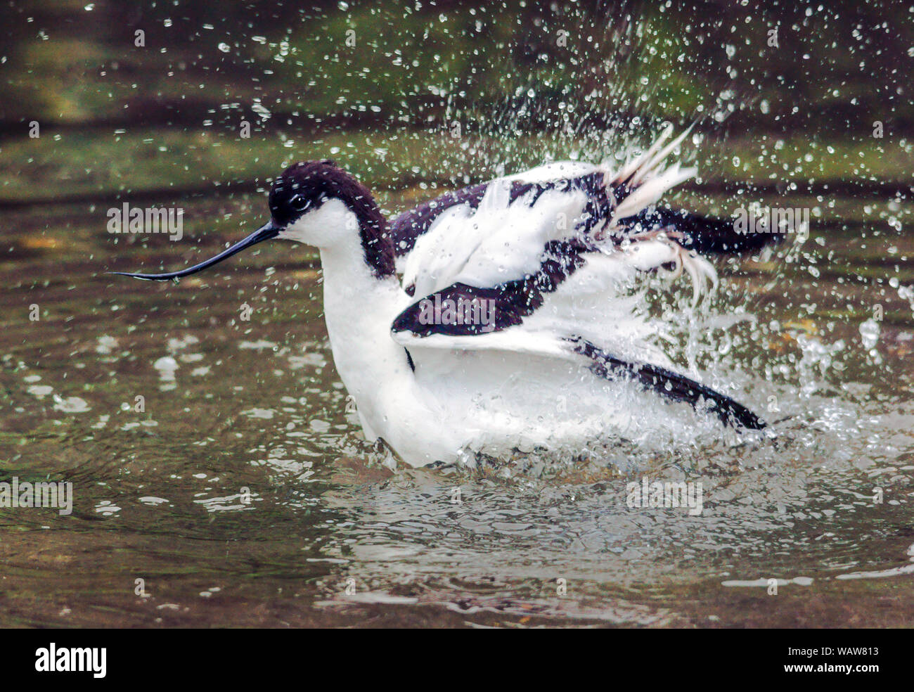 Indian dinosaurs hi-res stock photography and images - Alamy