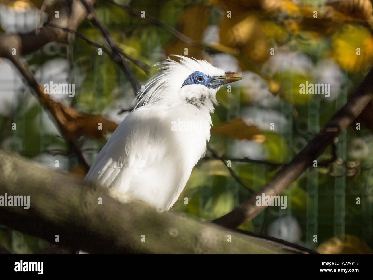 Rare Birds In The World