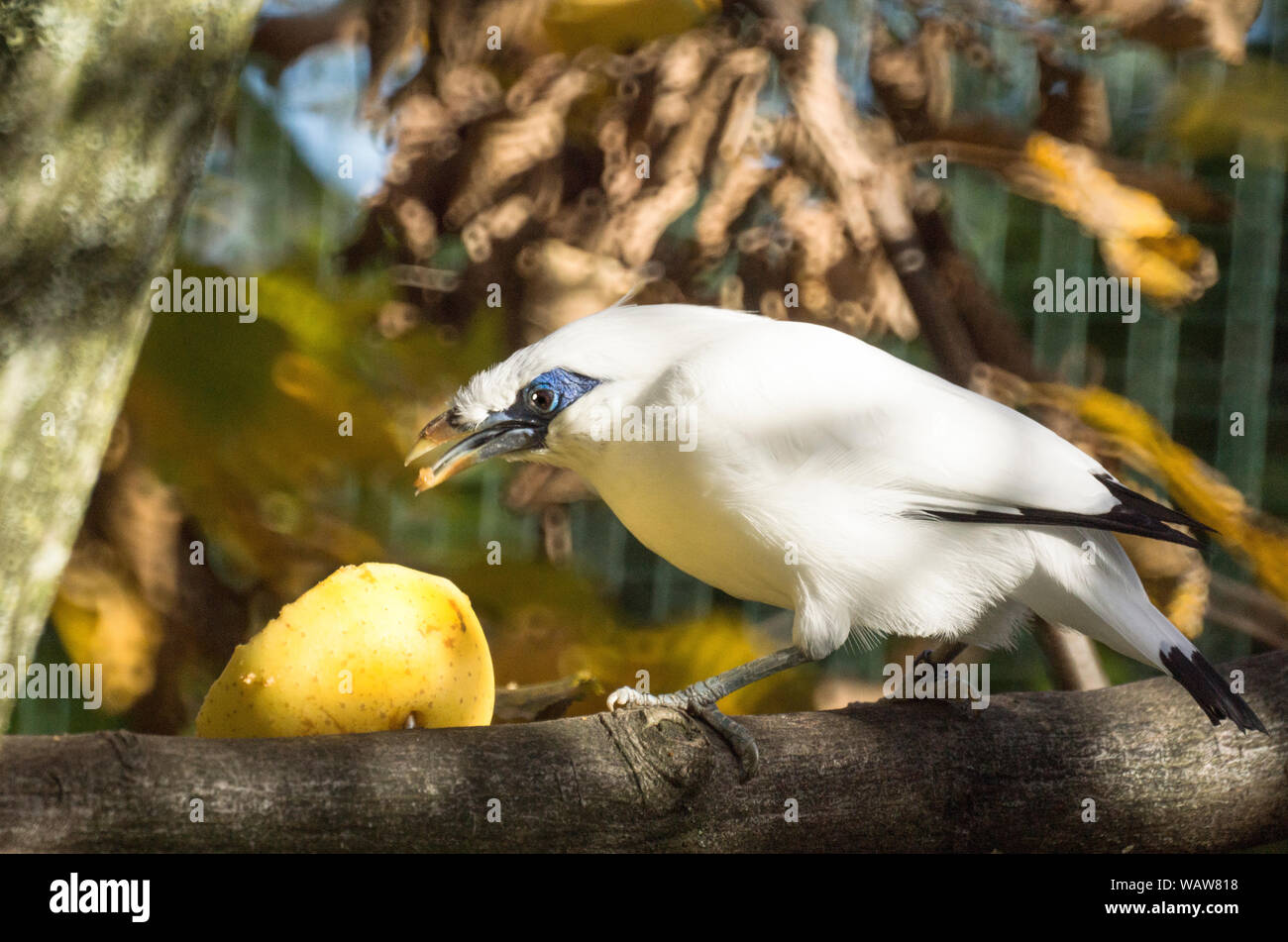 Rarest Bird In The World