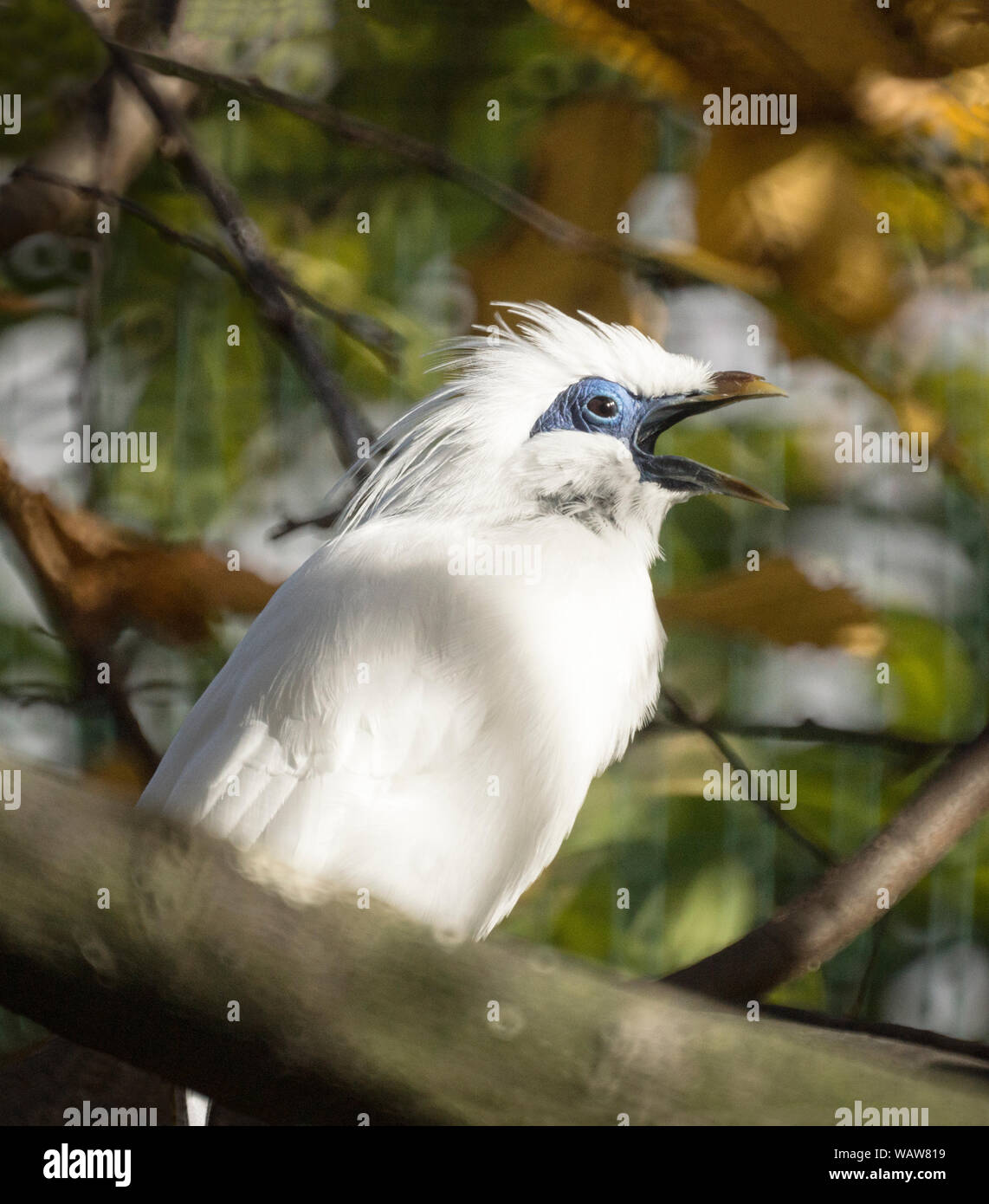 Rare Birds In The World