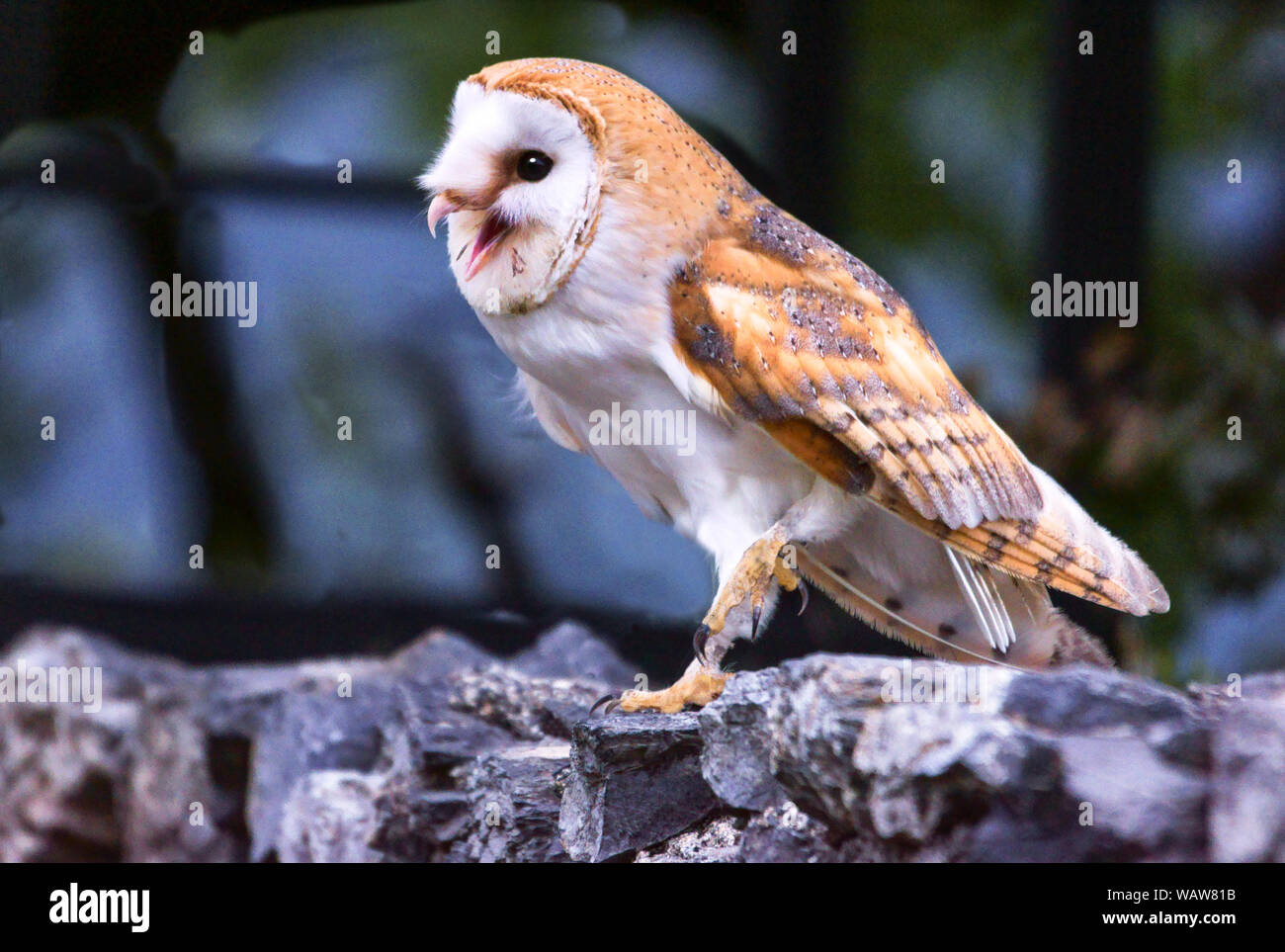 Owls of the palearctic realm hi-res stock photography and images - Alamy