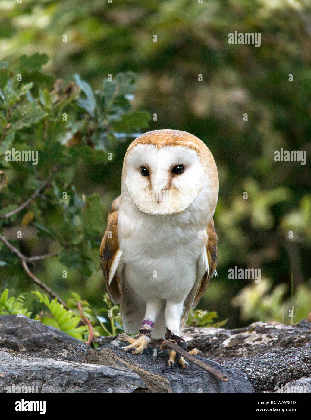 Owls of north africa hi-res stock photography and images - Alamy