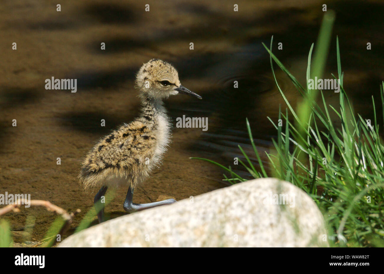 Black-winged Stilt (Himantopus himantopus).Chick 4 of 5 days old Stock ...