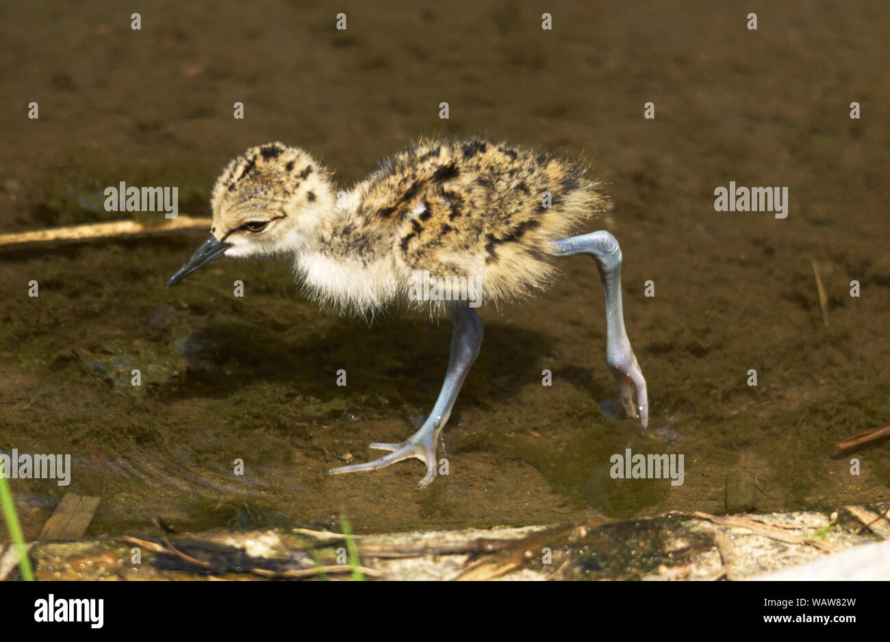 Black-winged Stilt (Himantopus himantopus).Chick 4 of 5 days old Stock ...