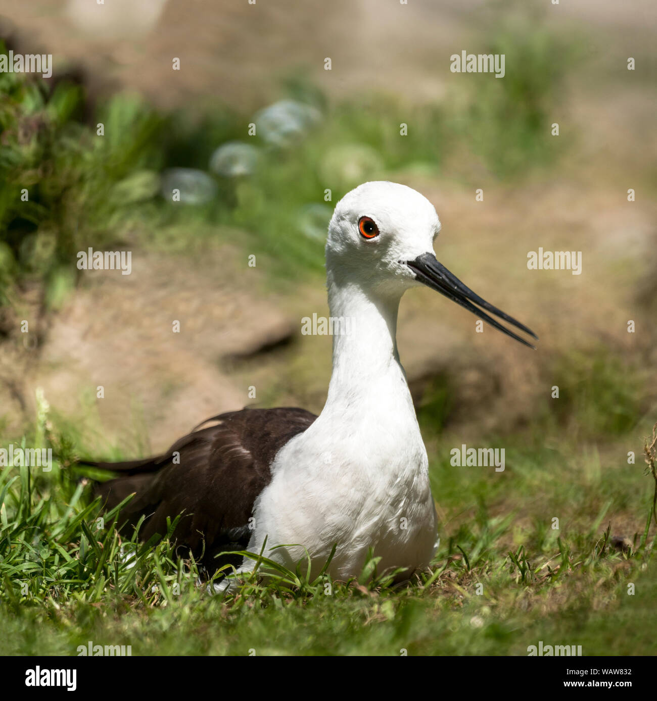 Black-winged Stilt (Himantopus himantopus)Female on the nest.Calling ...