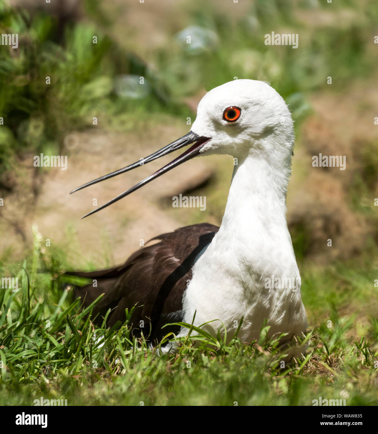 Black-winged Stilt (Himantopus himantopus)Female on the nest.Calling ...