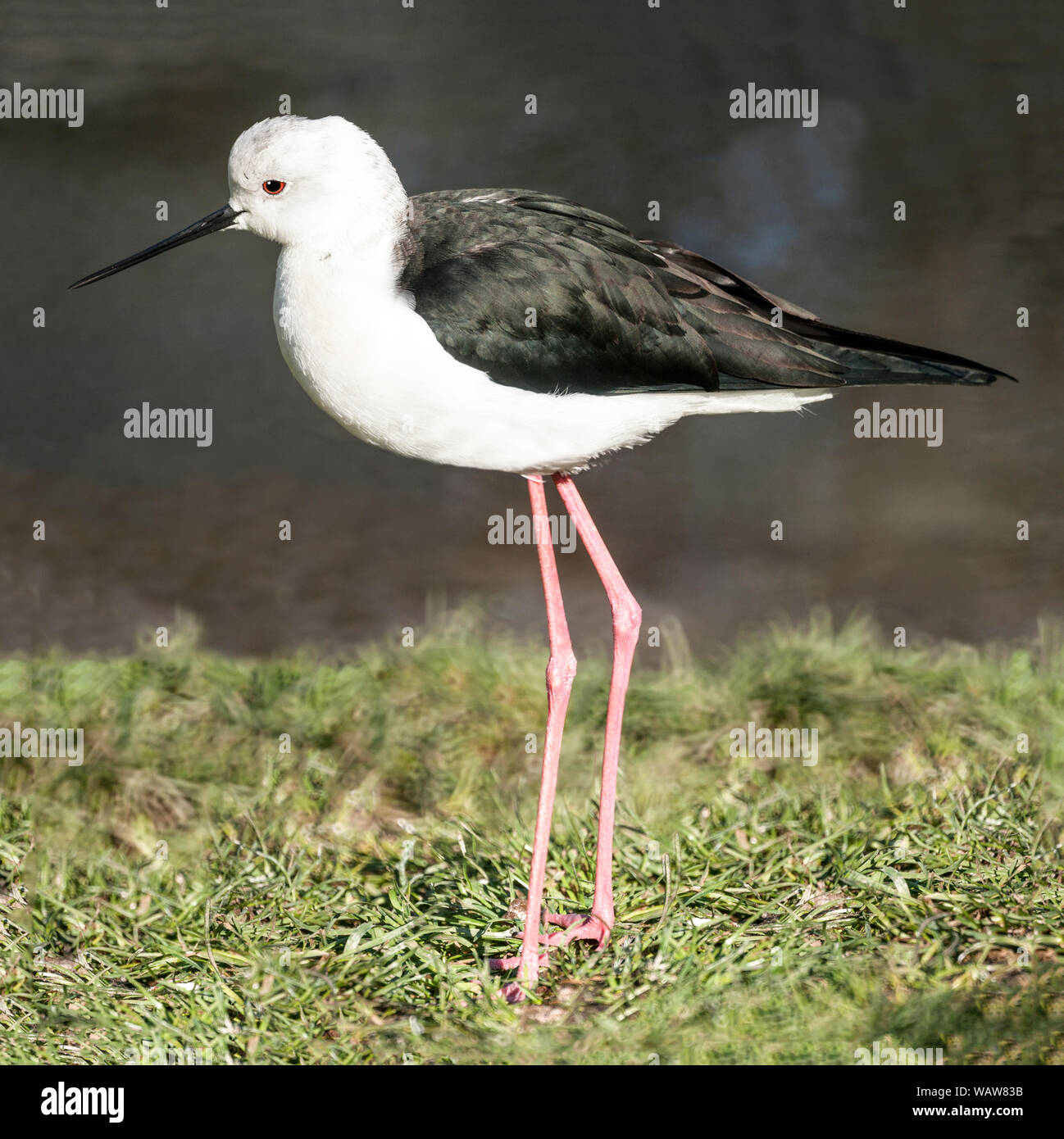 Black-winged Stilt (Himantopus himantopus).Adult Male in breeding ...