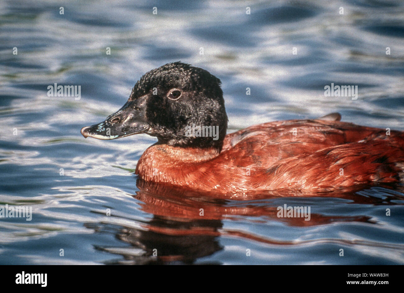 African maccoa duck hi-res stock photography and images - Alamy