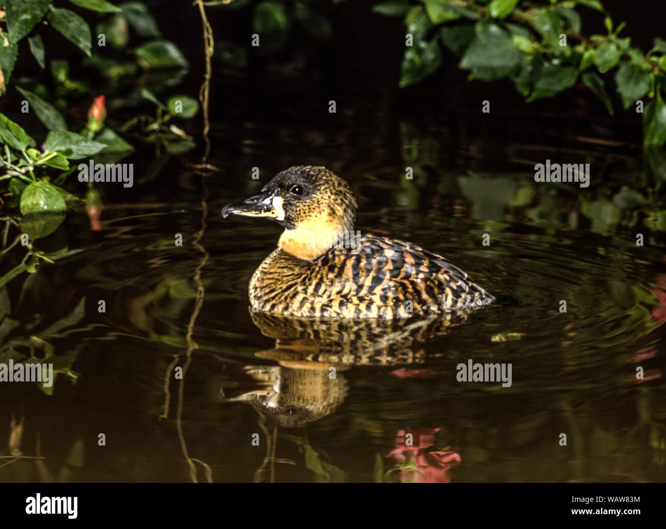 African White-Backed Duck (Thalassornis leuconotus).A stiff-tail or ...
