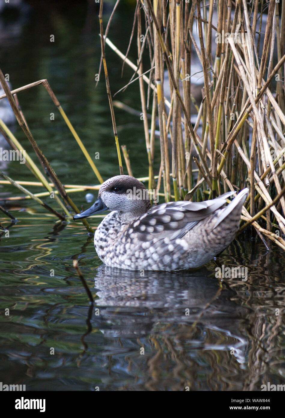 Martin mere wetlands teal winter hi-res stock photography and images ...