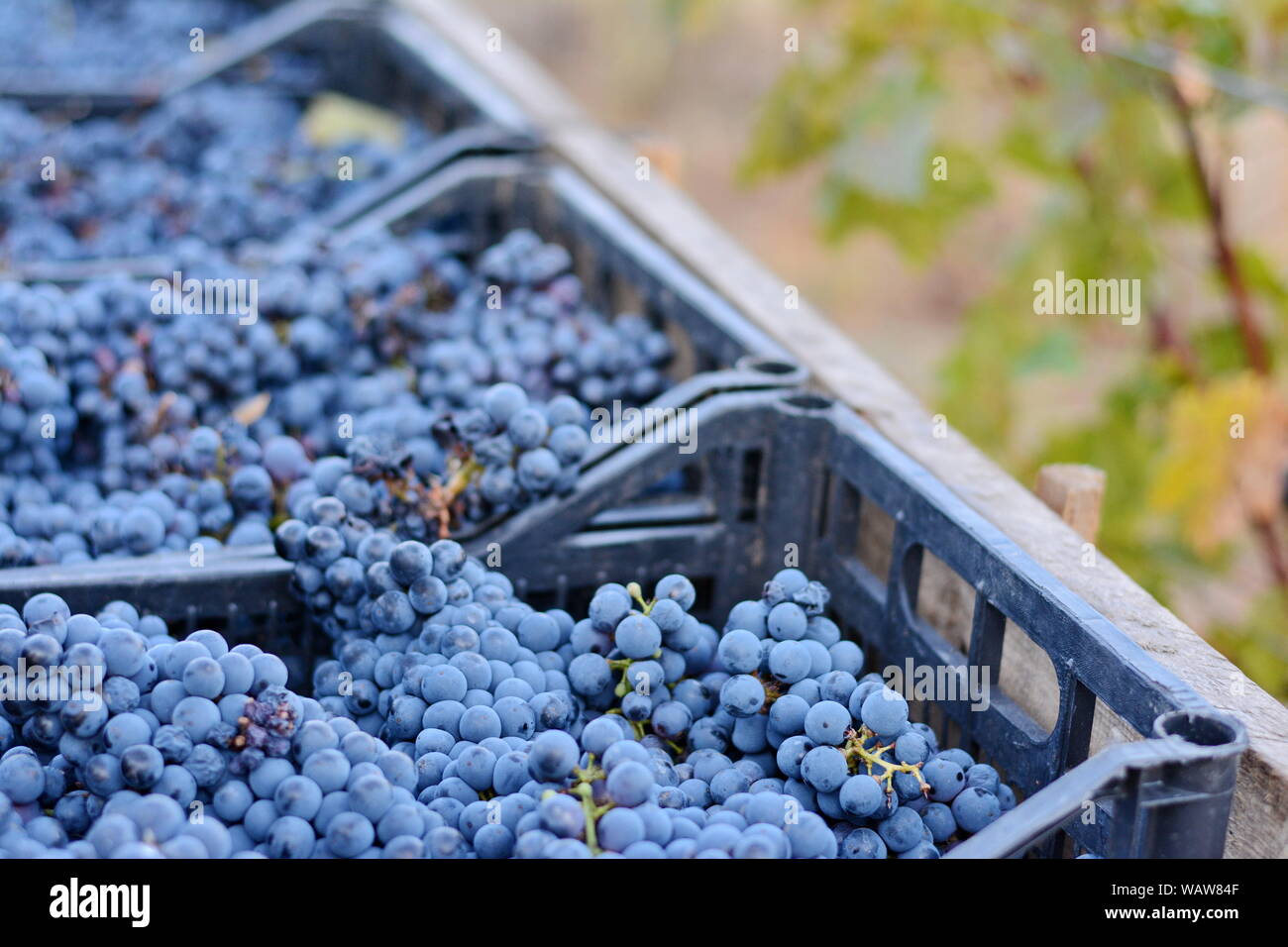 grape harvest on october Stock Photo - Alamy