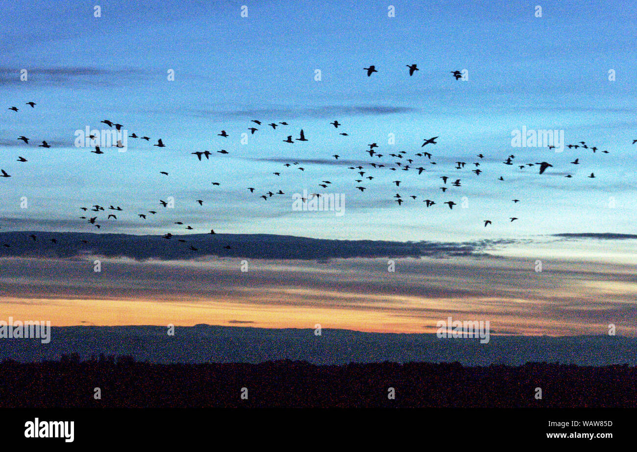 Birds flying into their winter roost hi-res stock photography and ...