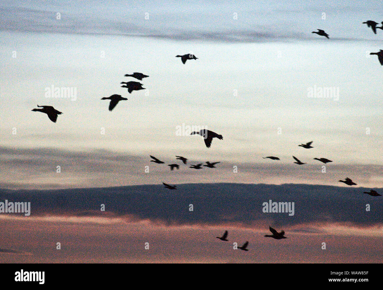 Pink-footed Goose (Anser brachyrhynchus).Birds flying into their winter ...