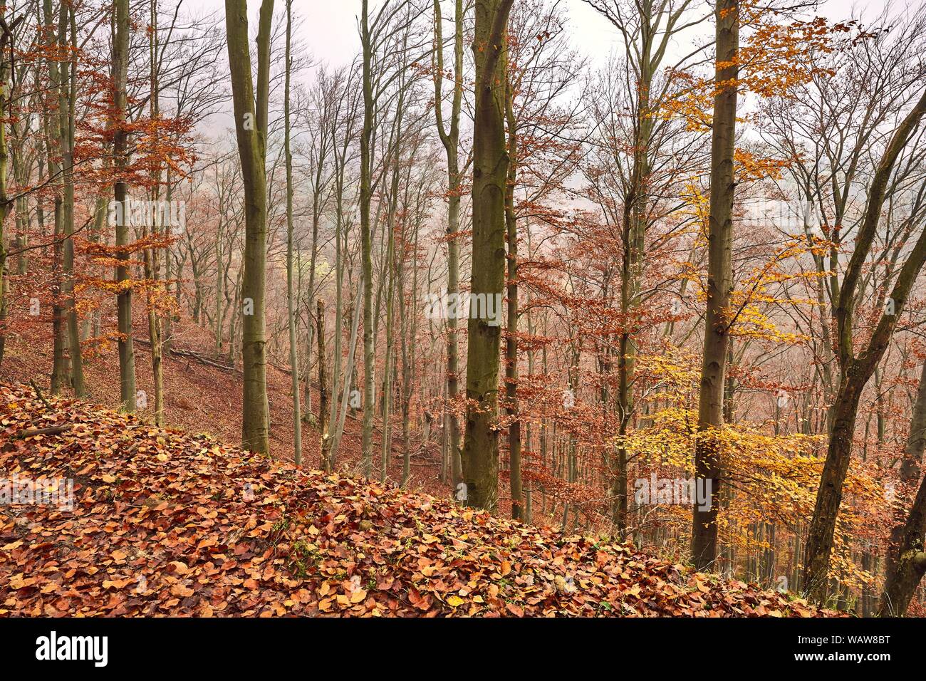Autumn forest colors Stock Photo - Alamy