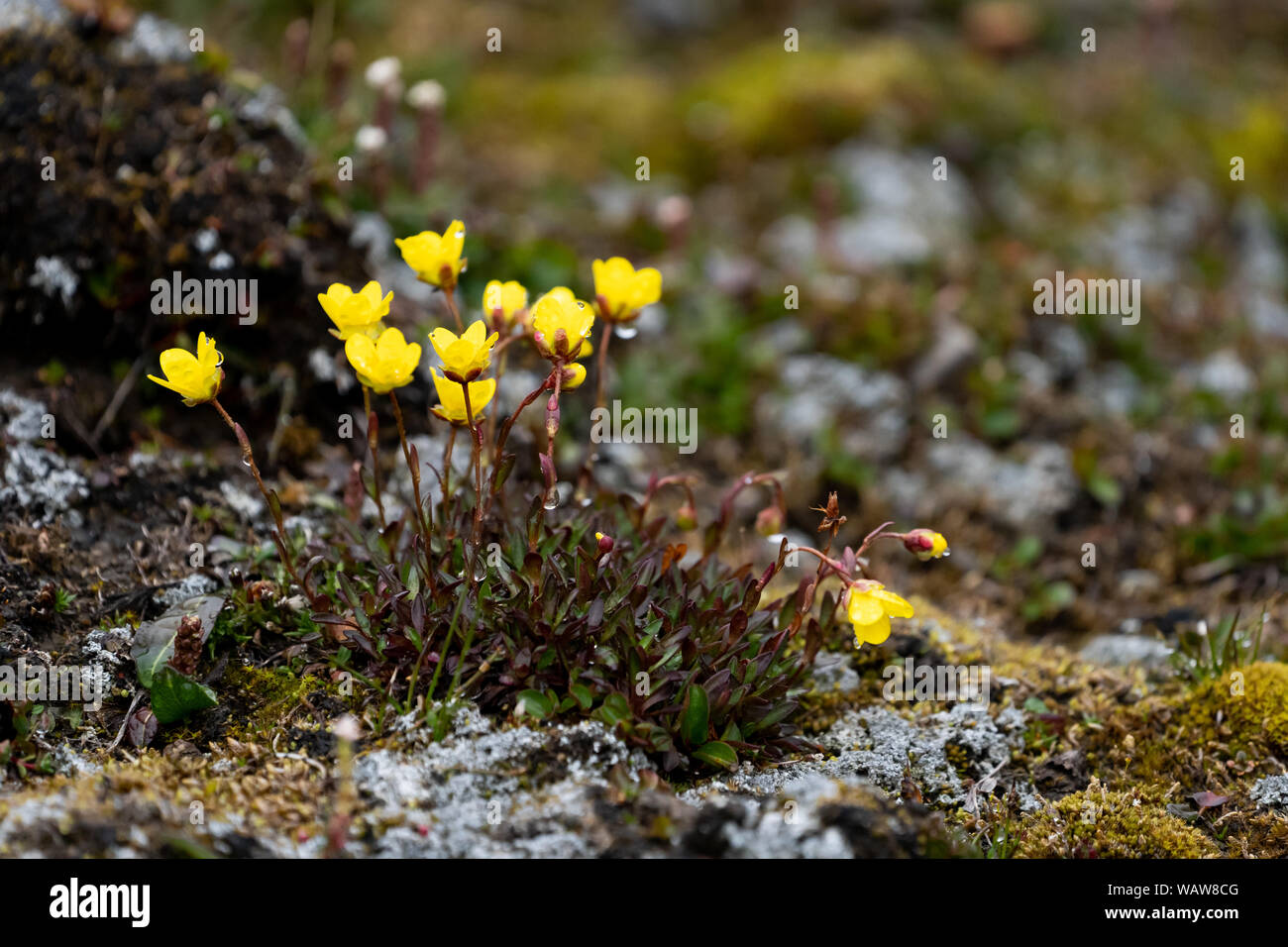Buttercup glacier hi-res stock photography and images - Alamy